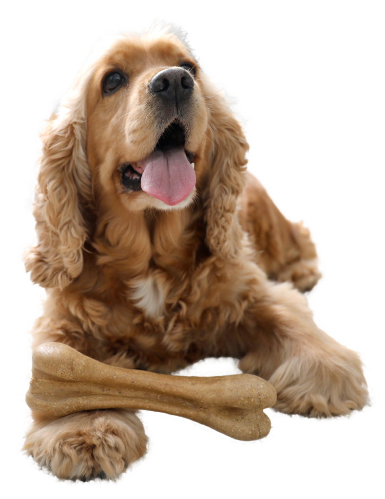 À propos – Choopa Centre Canin