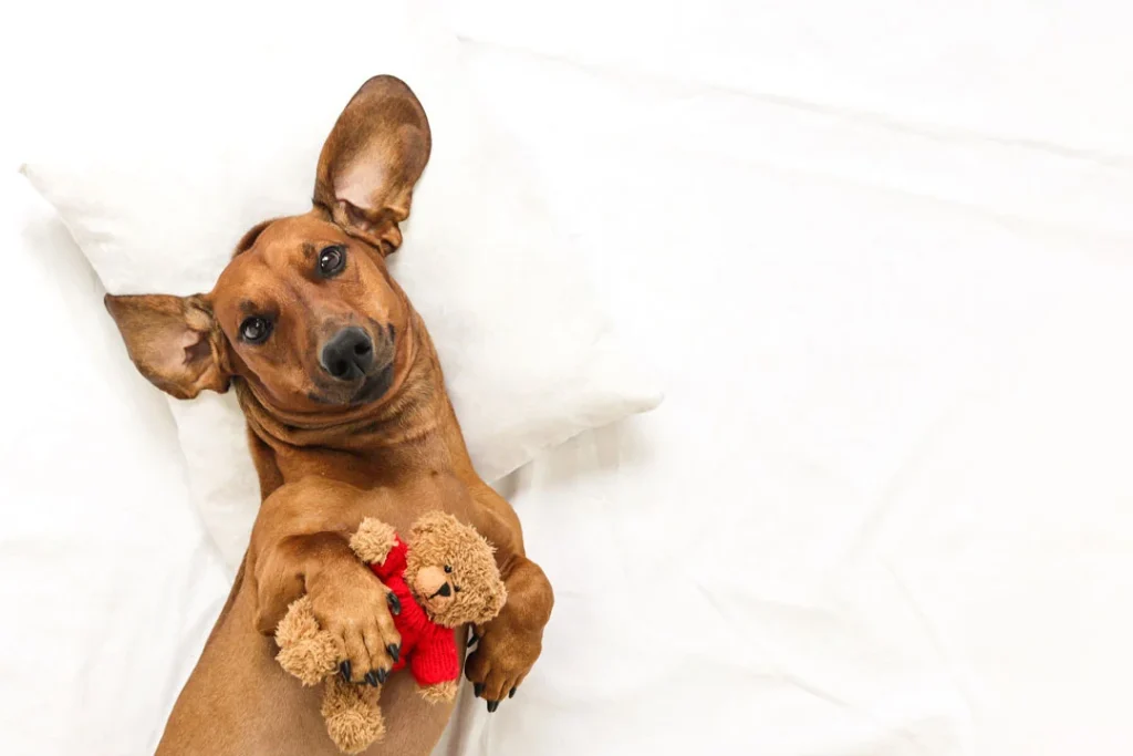 Pension chien Montréal – Hébergement de qualité | Choopa