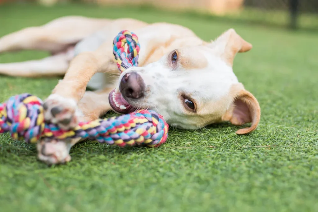Garderie pour chien à Montréal | Choopa