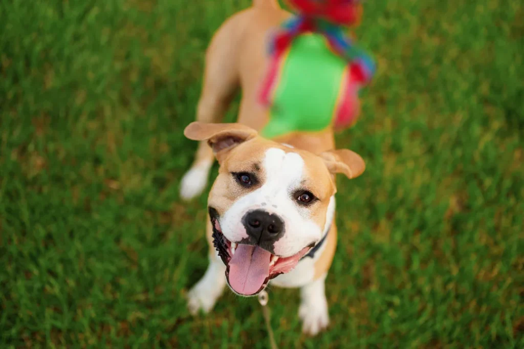 Garderie pour chien à Montréal | Choopa