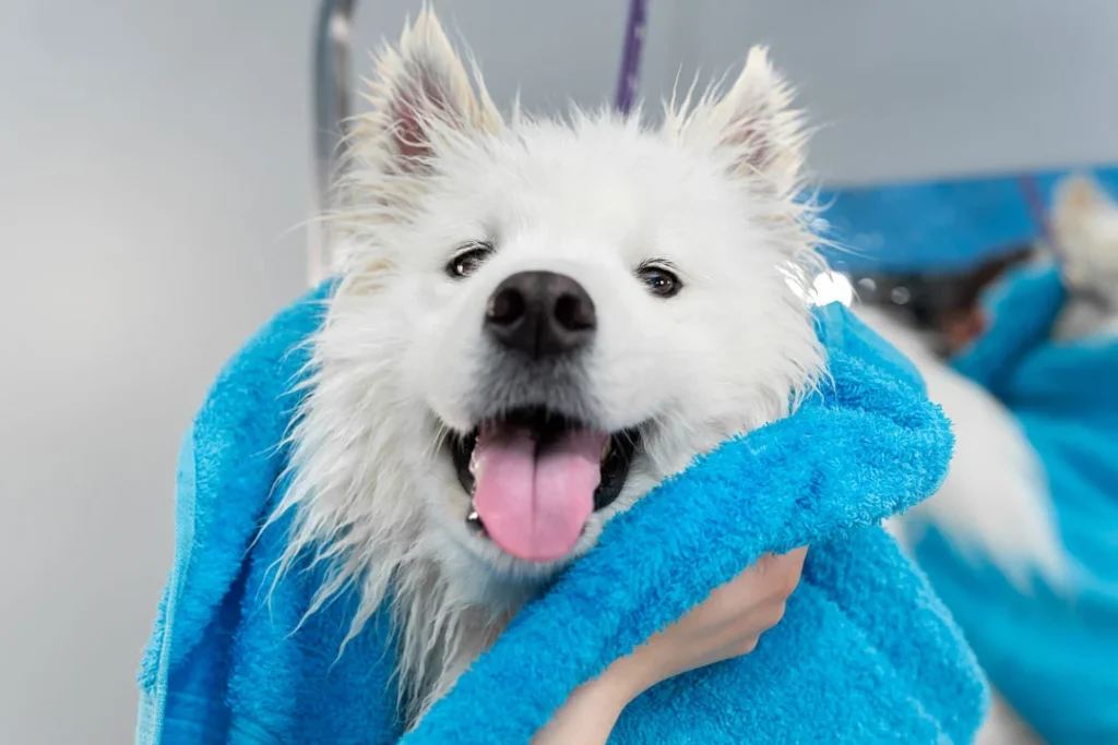 Toilettage chien expert à Montréal | Choopa