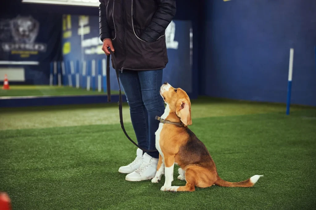 Cours de dressage pour chien à Montréal | Choopa