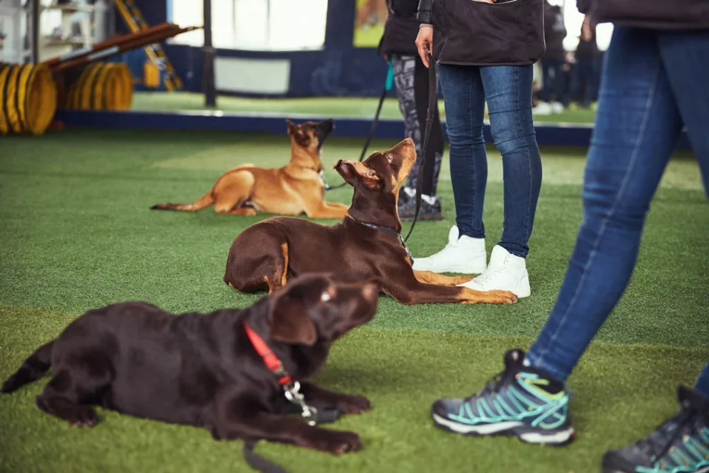 Cours de dressage pour chien à Montréal | Choopa